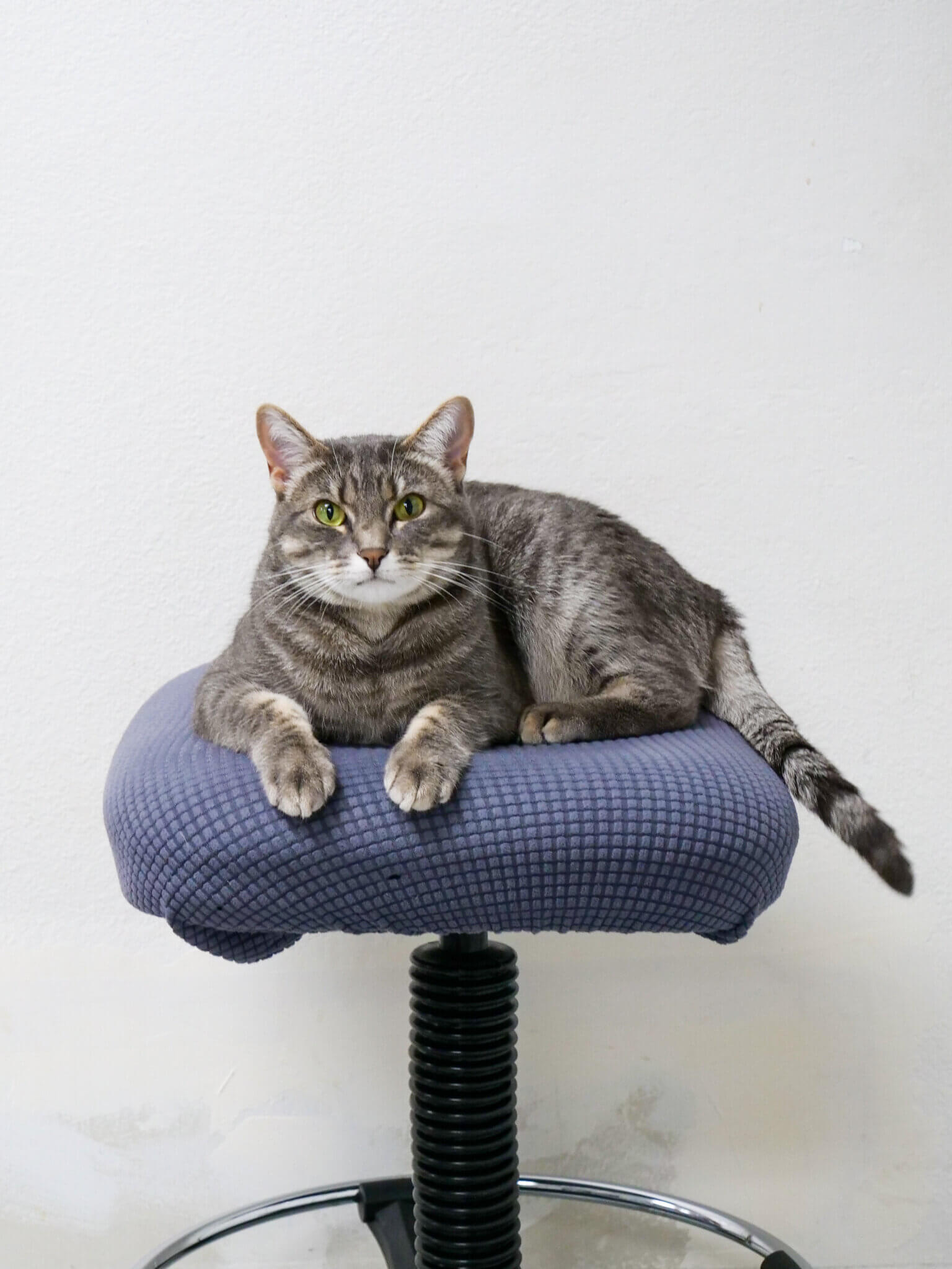 Port Orchard, WA | Pet Urgent Care | Walk-ins Welcome